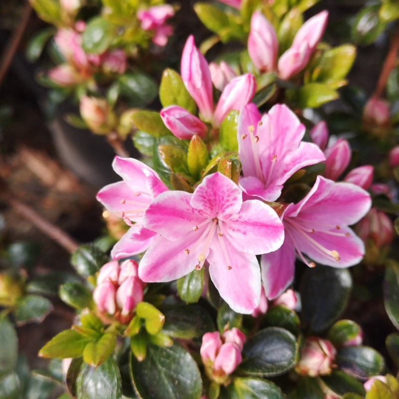 Azalka japonská Kermesina rose - Stromo.cz